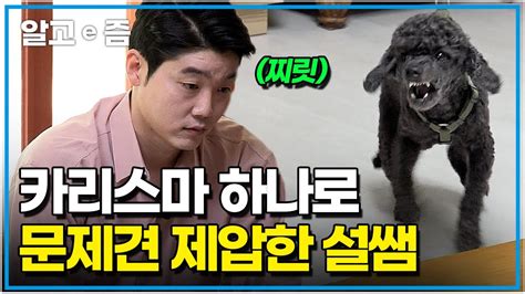 별다른 말도 행동도 필요 없다 그냥 가만히 있었을 뿐인데 문제견의 공격성을 잠재운 설쌤의 기적 같은 솔루션｜세상에 나쁜 개는 없다｜알고e즘 Youtube