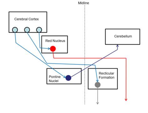descending motor control flashcards quizlet