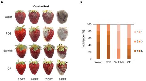 Biocontrol And Biostimulant Effect Of A Fungal Derived Extract In
