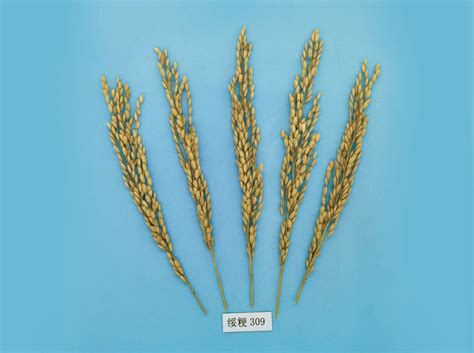 优质、高产、多抗水稻新品种绥粳309 黑龙江省农业科学院绥化分院