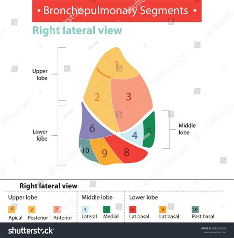 Lung Segments