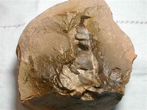 Fossil Fern General Fossil Discussion The Fossil Forum