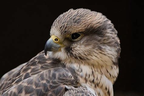 Migratory Birds That Travel Incredible Distances Bird Informer