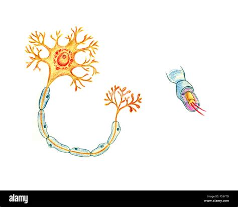 Structure Of A Typical Neuron Hand Drawn Medical Illustration Color Pencils Drawing With