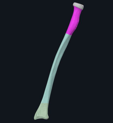 Radius Flashcards Quizlet