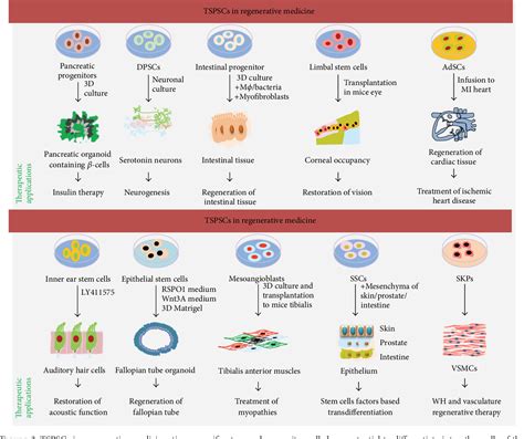 Figure 1 From Stem Cells Applications In Regenerative Medicine And