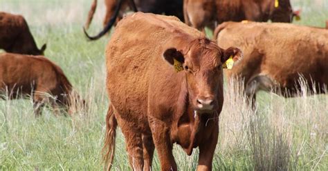 Estrus Synchronization Protocols Cowcalf Corner