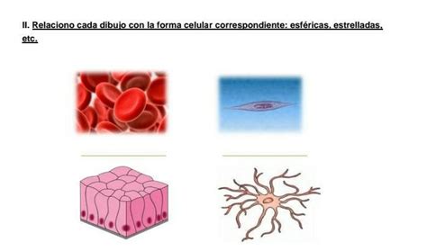 Relaciona Cada Dibujo Con La Forma Celular Correspondiente Esféricas