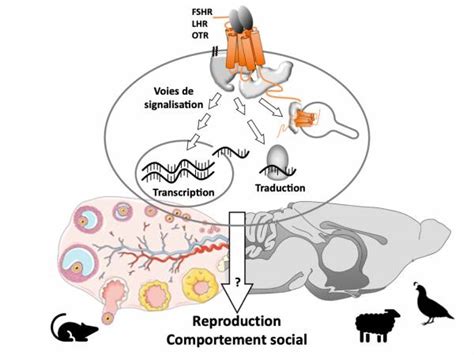 Multi Scale Modeling