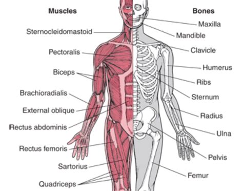 Health Skeletal And Muscular Systems Test Diagram Quizlet