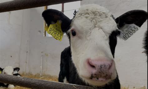 Equine Vet And Reproduction Specialist Danielle Cusack Talks About Her