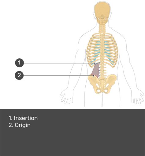Quadratus Lumborum Trigger Points Masters Of Low Back 63 Best Trigger