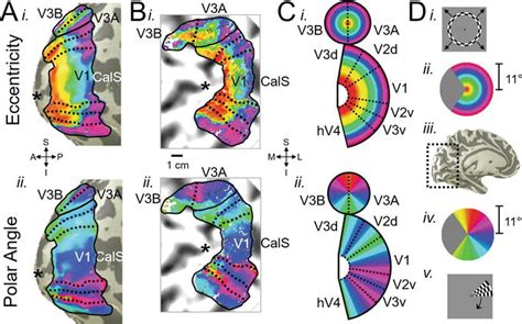 Cloverleaf Clusters A Common Macrostructural Organization Across Human