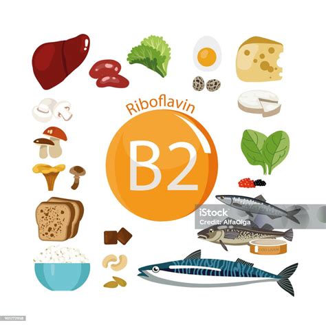 비타민 B2 건강한 식생활에 대한 스톡 벡터 아트 및 기타 이미지 건강한 식생활 계란 노른자 고등어류 Istock