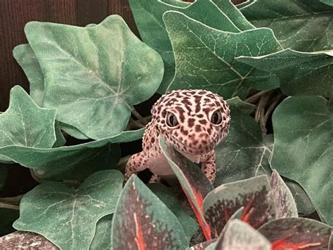 Meet Gizmo Posing For The Camera R Leopardgeckos