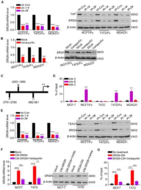 Yap Tead Positive Feedback Loop Regulates Srgn Expression A Srgn