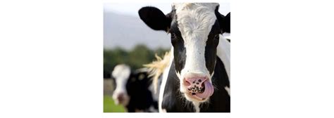 Casein Determination In Milk According To The Kjeldahl Method