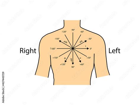 Einthoven Ecg Triangle Including Augmented Unipolar Limb Lead