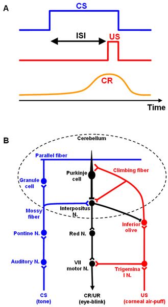 Purkinje Fibers Cerebellum