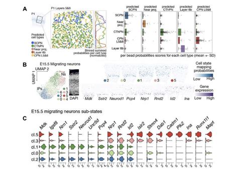Revealing The Spatial Gene Expression Patterns Underlying Mouse