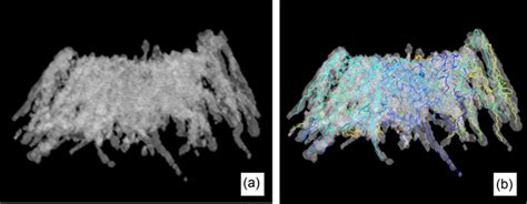 Segmentation Of Roots Magnetic Resonance Imaging Mri Using The