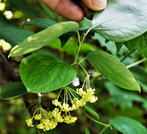 Nc Common Wetland Plants Guide Smilax Glauca