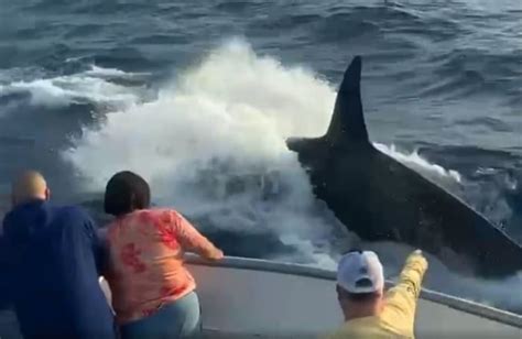 Watch Rare Orca Sighting Off Galveston Coast Goes Viral