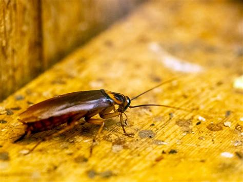 What Does It Mean When A Cockroach Crawls On You 7 Signs