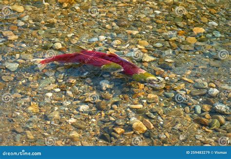 Male And Female Spawning Sockeye Salmon Stock Image Image Of Lake Gravel 259483279