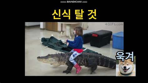 웃긴영상모음[ 005] 웃긴영상 웃긴 웃긴영상모음 귀여운 Youtube