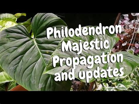 Philodendron Majestic Propagation And Updates Philodendron
