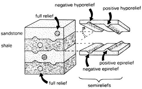 Toponomic And Morphological Classification Of Trace Fossils Dinoera