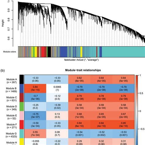 Weighted Gene Coexpression Analysis A Clustering Dendrogram Of Download Scientific Diagram