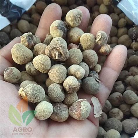 Jual Benih Biji Jati Solomon Berkualitas Agro Bibit ID