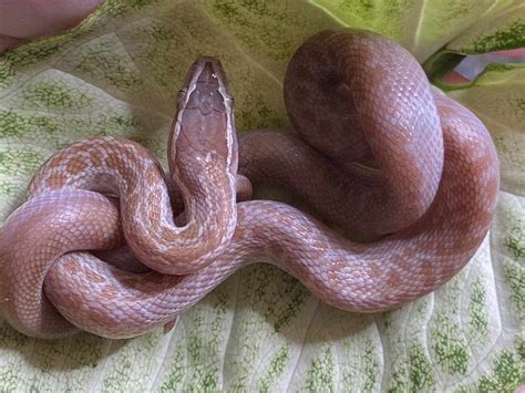 Hypo Female Hypojtf72823