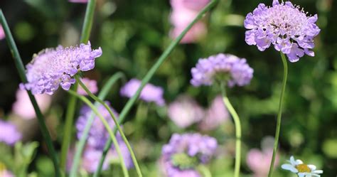 How To Grow Scabious Scabious Plant Care