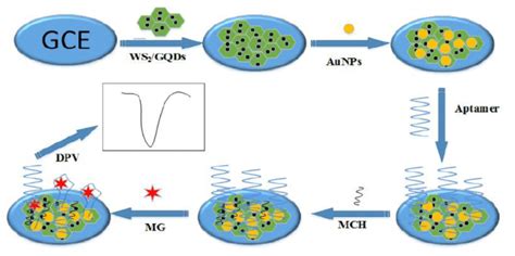 Working Principle Of A Label Free Electrochemical Aptasensor For The Download Scientific