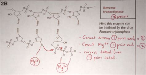 Bio 362 Practice Exam Questions Flashcards Quizlet