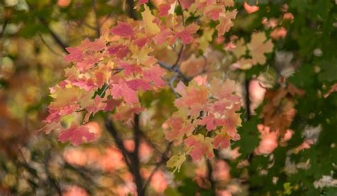 Premium Photo Fall Foilage