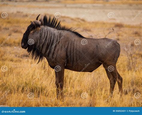 Blue Wildebeest Gnu Stock Image Image Of Grass Migration 35052431