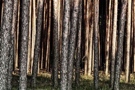 신비한 우울한 빽빽한 소나무 숲입니다 나무 사이로 비치는 햇빛 놀라운 숲 풍경입니다 열 날씨입니다 0명에 대한 스톡 사진 및 기타 이미지 Istock