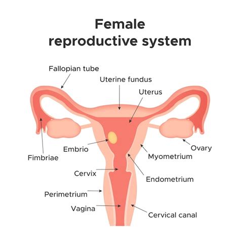 Premium Vector Female Genital Organs On White Background Reproductive System Infographics