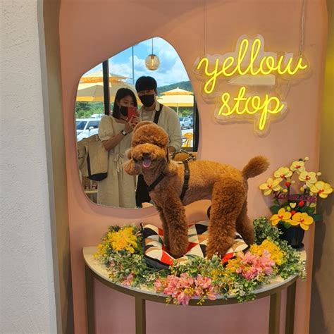 강아지와 함께한 양양 2박3일 여행 1일차 오핑펜션 가평휴게소 옐로우스탑 코스트코 양갈비 네이버 블로그