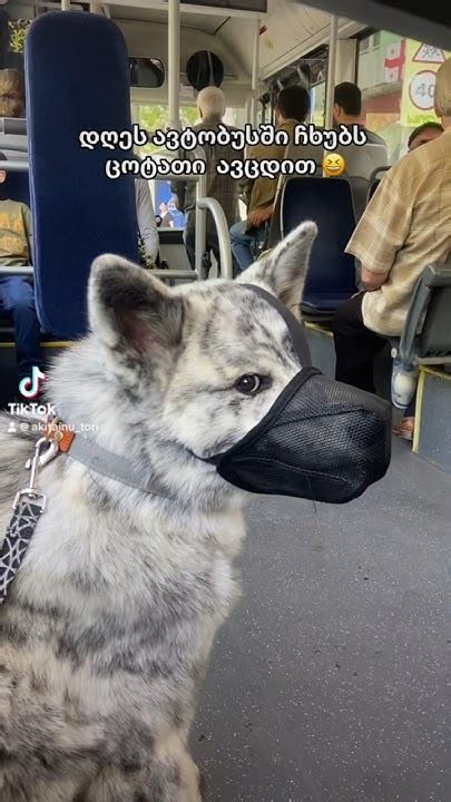 ავტობუსი Youtube