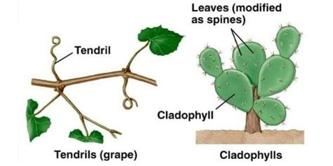 Explain Modifications Of Leaves QS Study