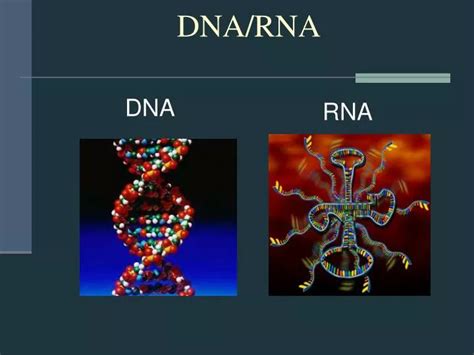 PPT DNA RNA PowerPoint Presentation Free Download ID