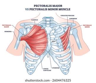 Diagram Contrasts Pectoralis Major Minor Muscles Stock Vector Royalty