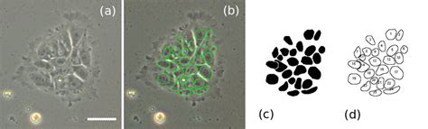 A Example Of The Cell Nuclei Detection In A Hesc Colony B The Download Scientific Diagram