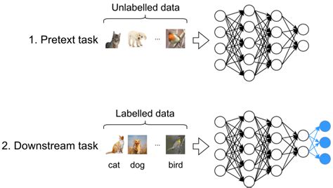 논문 리뷰 Towards Evolution Of Deep Neural Networks Through Contrastive Self Supervised Learning