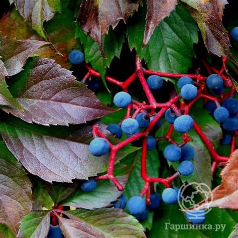 Девичий виноград Миррорум купить в Москве по низкой цене интернет магазин Гаршинка